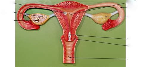 Female Reproduction Diagram Quizlet