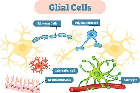 Glial Cell Vector Images 32