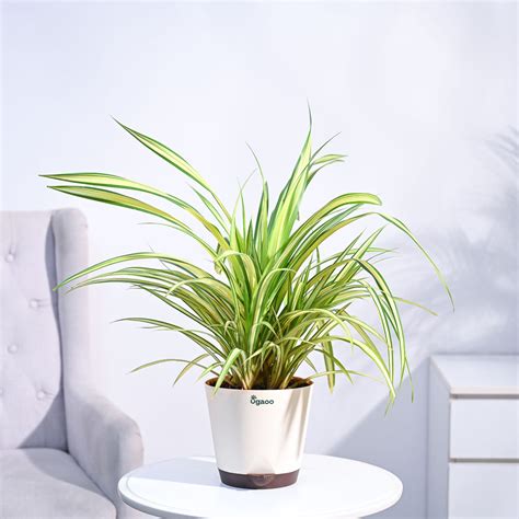 Pandanus Plant Ugaoo