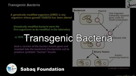 Transgenic Bacteria Biology Lecture Sabaqpk Youtube