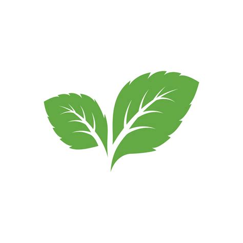 Mint Leaves Icons Leaf Vector Illustration Green Mint Leaves Ecology