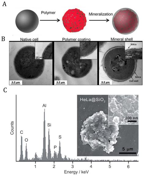A Schematic Illustration Of Artificial Shell Formation On Living Download Scientific Diagram