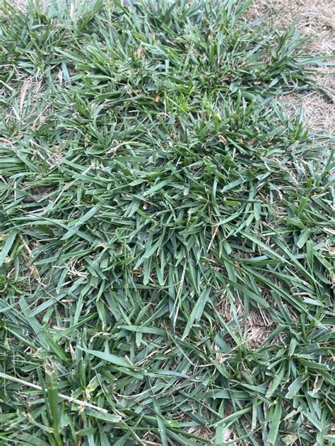 Invading Grass Identification Rlawnsolutionsaus