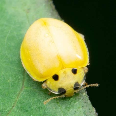 Yellow Beetle Insect Black And Yellow Beetles From Albuquerque Bosque