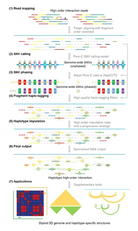 Schematic Of Dip3d For Constructing Diploid 3d Genomes 1 Pore C