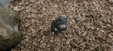 My Hamster Has Started To Bite My Hand And Has Tried To Drag Me Into