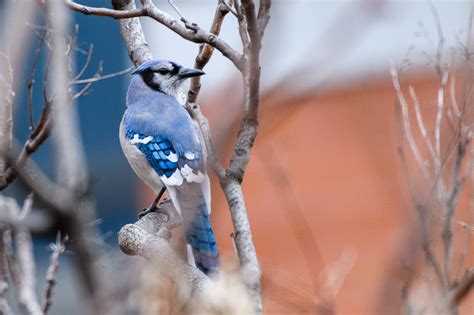 Birds Of Quarantine
