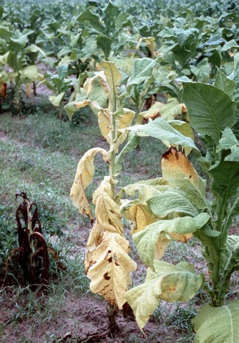 Fusarium Spp An Overview