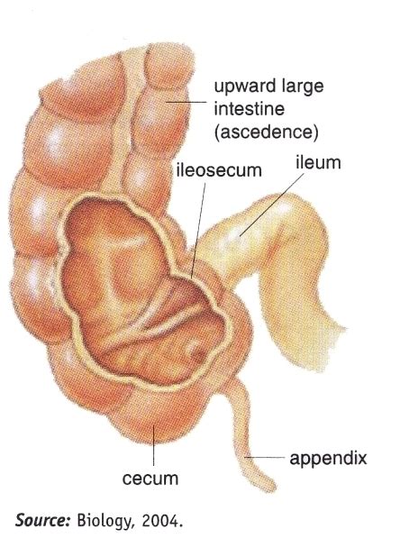 Three Section Of Human Colon Large Intestine New Science Biology