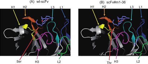 Scfv Protein Modeling And Thc Docking Protein Ribbon Structures For A