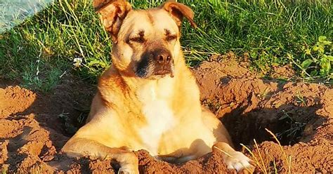 Digdog Album On Imgur