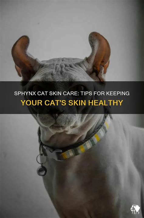 Sphynx Cat Skin Care Tips For Keeping Your Cats Skin Healthy Petshun