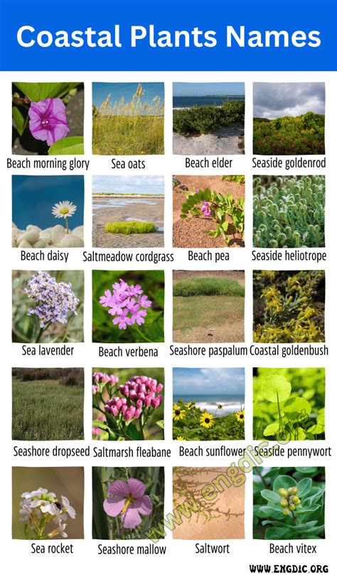 Grassland Plants And Their Names