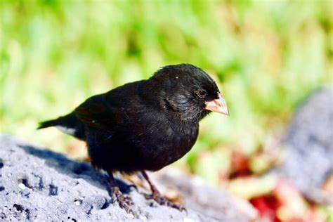 9 Blood Sucking Vampire Ground Finch Facts Fact Animal