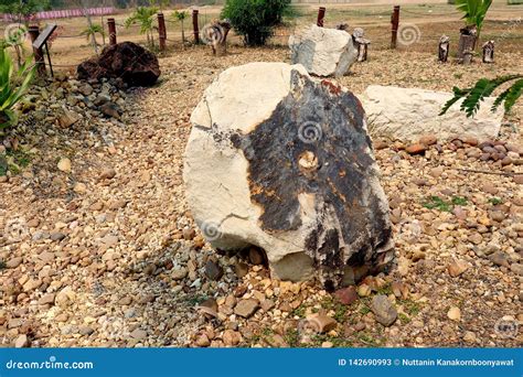Piedra De Ryolite En El Fondo De Tierra De La Imagen Del Campo Imagen De Archivo Imagen De