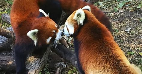 Kissing Firefoxes Imgur