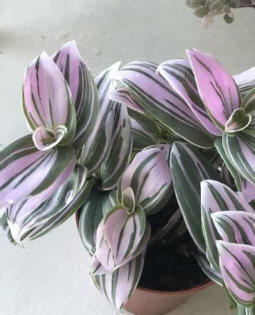 Традесканция Розовая крупная (Blossfeldiana Lilac) (СРЕЗ) – Цветочная ...