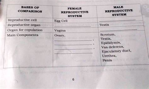Male Reproductive System Female Reproductive System Testis
