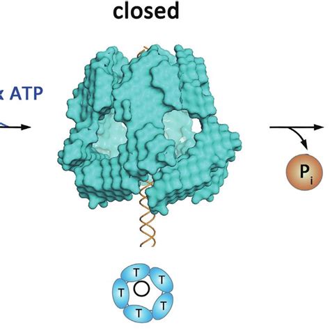 Reconstructed 3d Models Of The Phi29 Molecular Movement During Atp