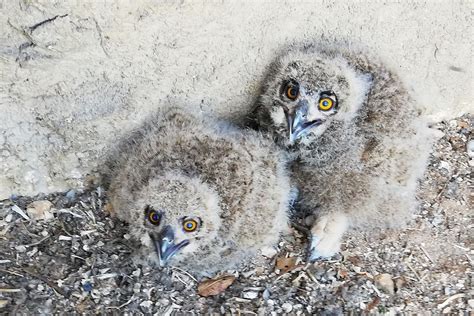 Výr Skalný V Chko Ponitrie Chko Ponitrie