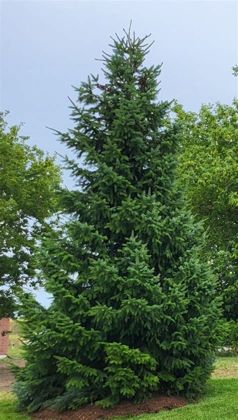 Serbian Spruce Stevens Large Tree Sales