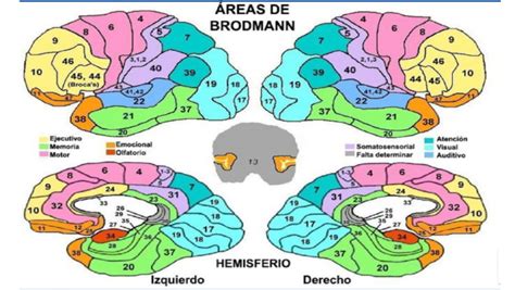 Area De Broadman Pdf