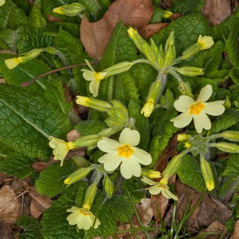 Primula X Digenea Plant Care And How To Grow Water