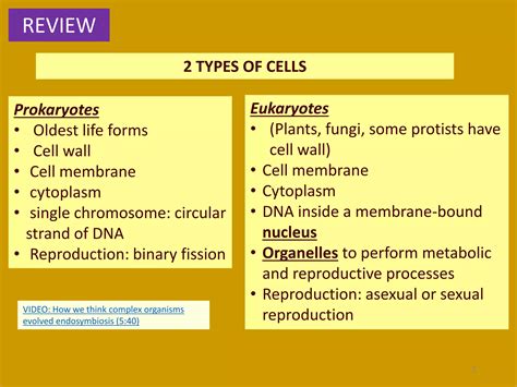 Phylogenetics Classification Notes Pptx