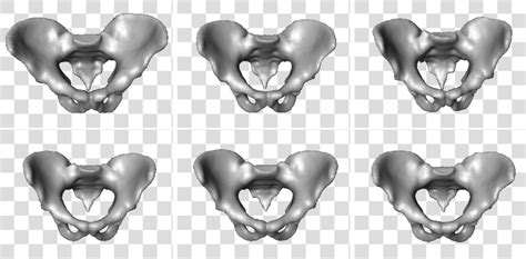 Visualization Of The Variability Of 3d Statistical Shape Models By