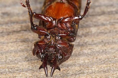 Syndesus Cornutus Field Guide To The Insects Of Tasmania