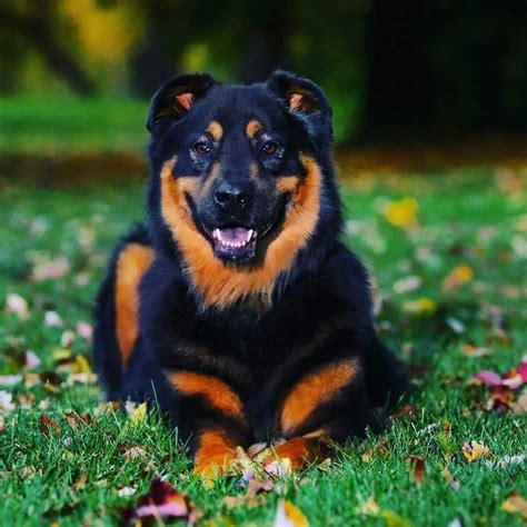 The Rottweiler Chow Chow Mix
