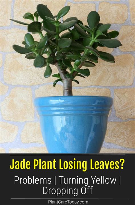 Jade Succulent Plant Problems Leaves Turning Yellow And Dropping Off