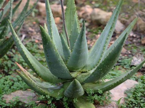 Aloe Littoralis Mopane Aloe World Of Succulents