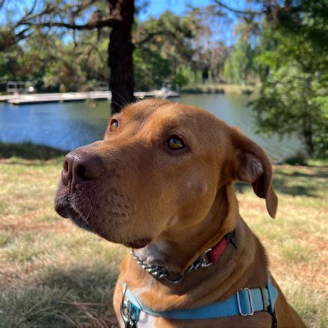 Rspca ️ Meridas Big Adventure ️ Our Adorable And Very Adoptable Merida Was Lucky Enough To