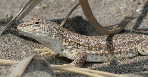 Reptiles 1 De Cada 5 En El Mundo Se Enfrenta A La Extinción Infobae