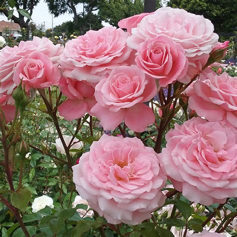 South Pacific Roses Growers Of The Worlds Finest Roses