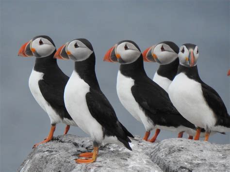 Puffin Season Isle Of May National Nature Reserve