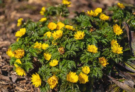 Adonis Adonis Paulius Apie Viską