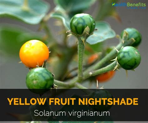 Yellow Fruit Nightshade Facts Health Benefits