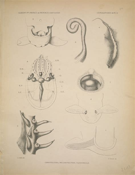 Cirroteuthis Melanoteuthis Eledonella
