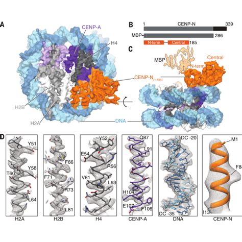 De Novo Loading Of Cenp C Following Cenp A Incorporation In Interphase Download Scientific
