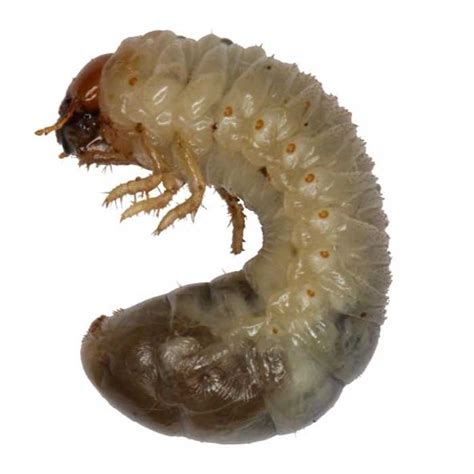 Agpest Black Beetle Larvae