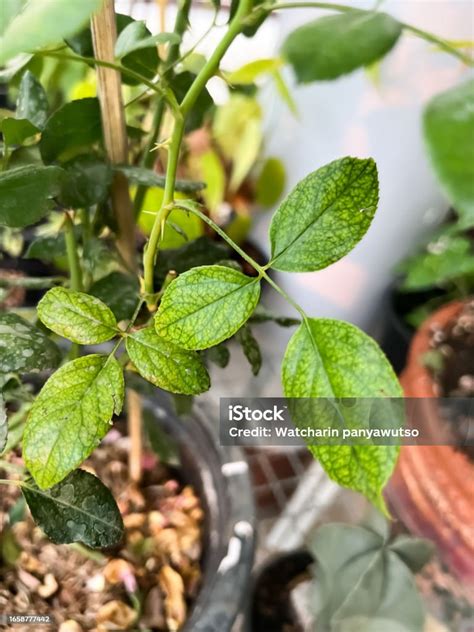 Rose Leaf Problem Form Anthracnose Leaf Spot Unhealthy Plant Fungal