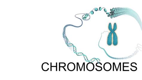 Definition Of Chromosomes And Its Functions Pptx Genetics Science