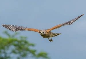 15 Types Of Hawks In North America With Pictures And Id