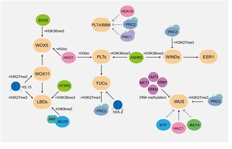 Figure 3 From The Roles Of Epigenetic Regulators In Plant Regeneration