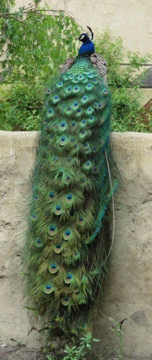 Other Authors Peacock Publishing