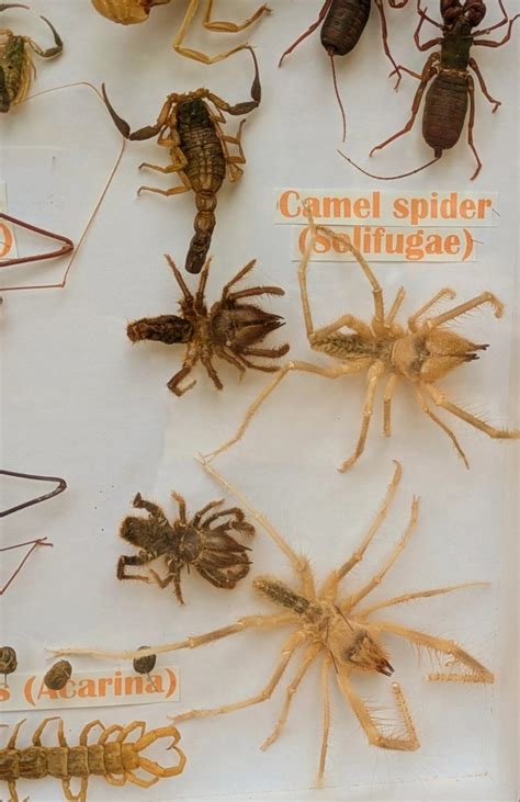 Fabulous Insect Display Cased Camel Spiders And Scorpions