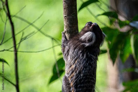 Sagui De Tufo Branco Sagui Do Nordeste Mico Estrela Ou Sagui Comum