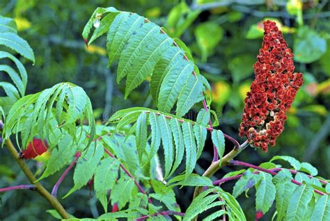 Smooth Sumac Tree Rhus Glabra Stock Image Image Of Beige Exotic